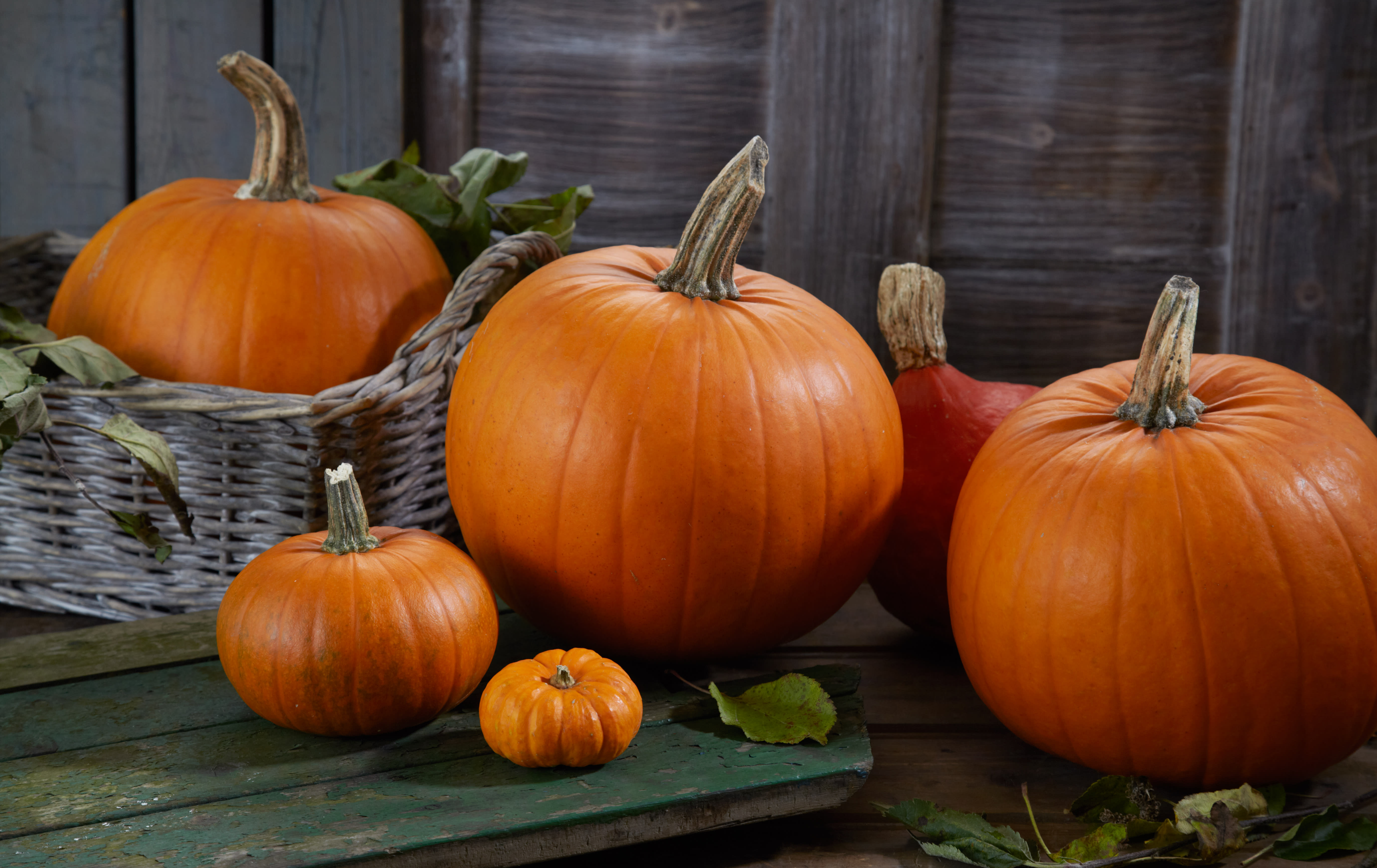 Skrekkelig godt salg: doblet salget av halloween-gresskar | Gartnerhallen Skrekkelig godt salg: doblet salget av halloween-gresskar | Gartnerhallen